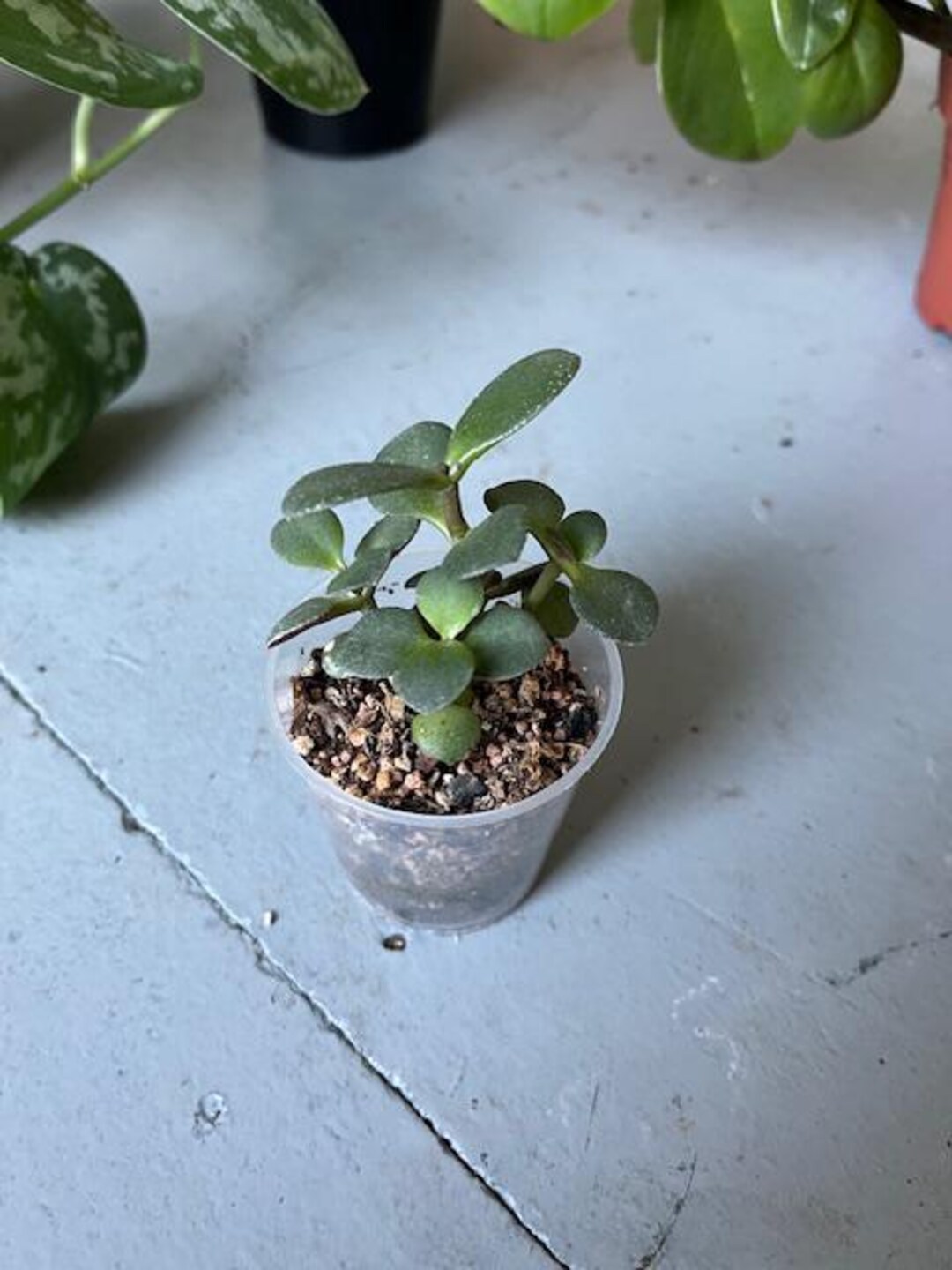 Baby Jade Plant 'crassula Ovata' - Houseplant - Etsy UK