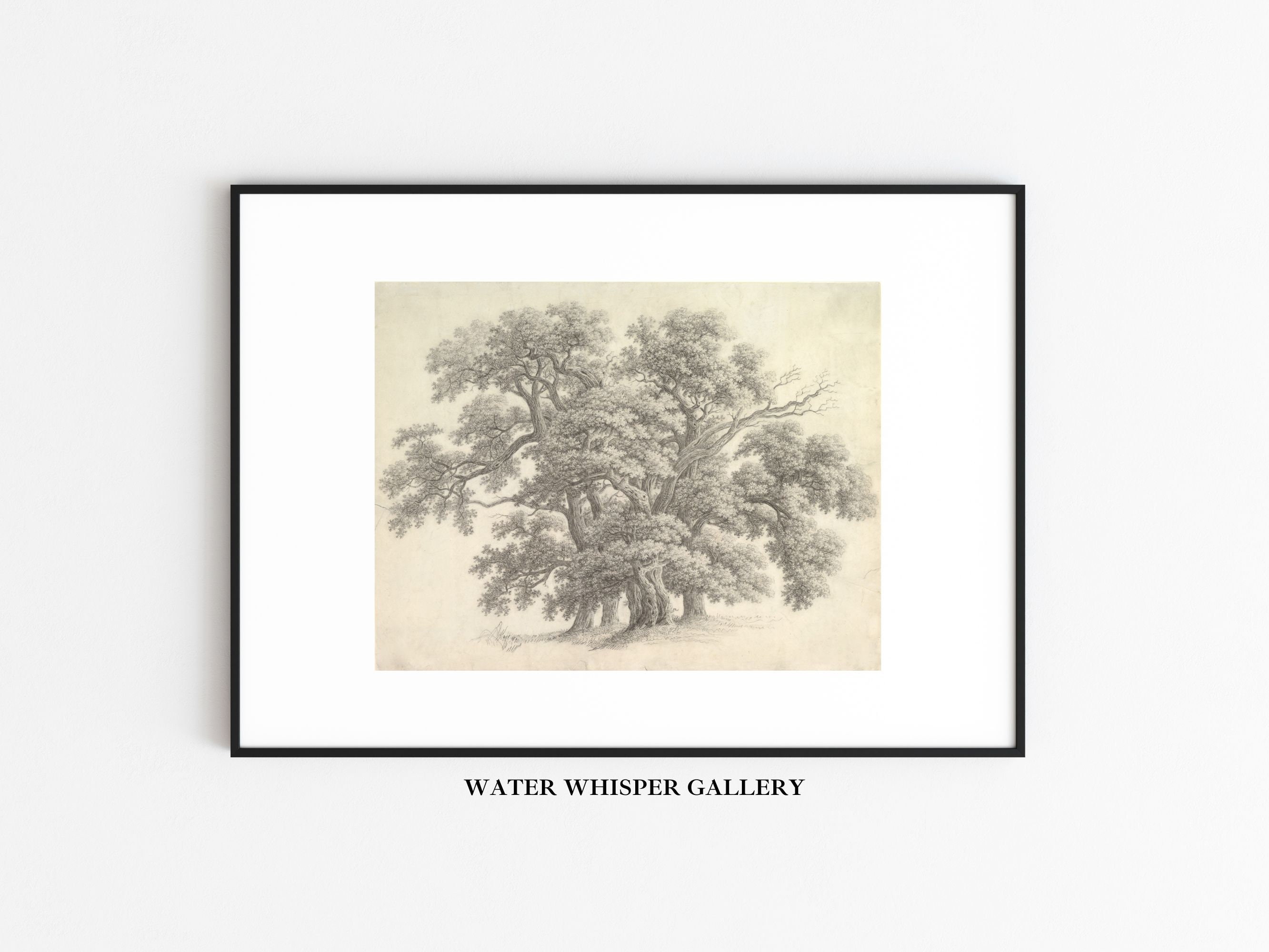 Vintage Oak Tree Pencil Sketch, Botanical Art Print (digital Download ...