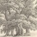 Vintage Oak Tree Pencil Sketch, Botanical Art Print (digital Download ...