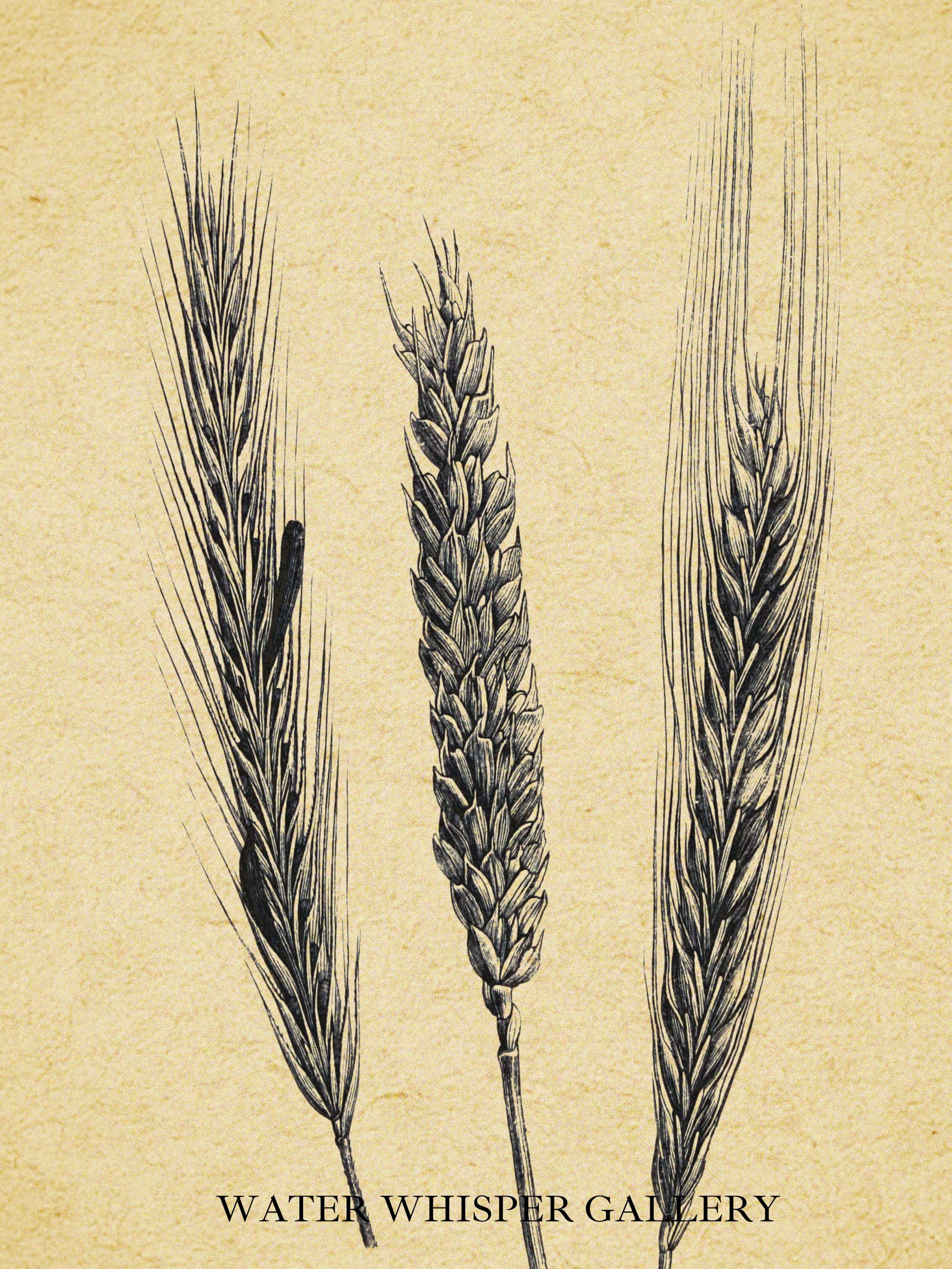 Vintage Wheat Botanical Print | 19th Century Farmhouse Art (digital ...