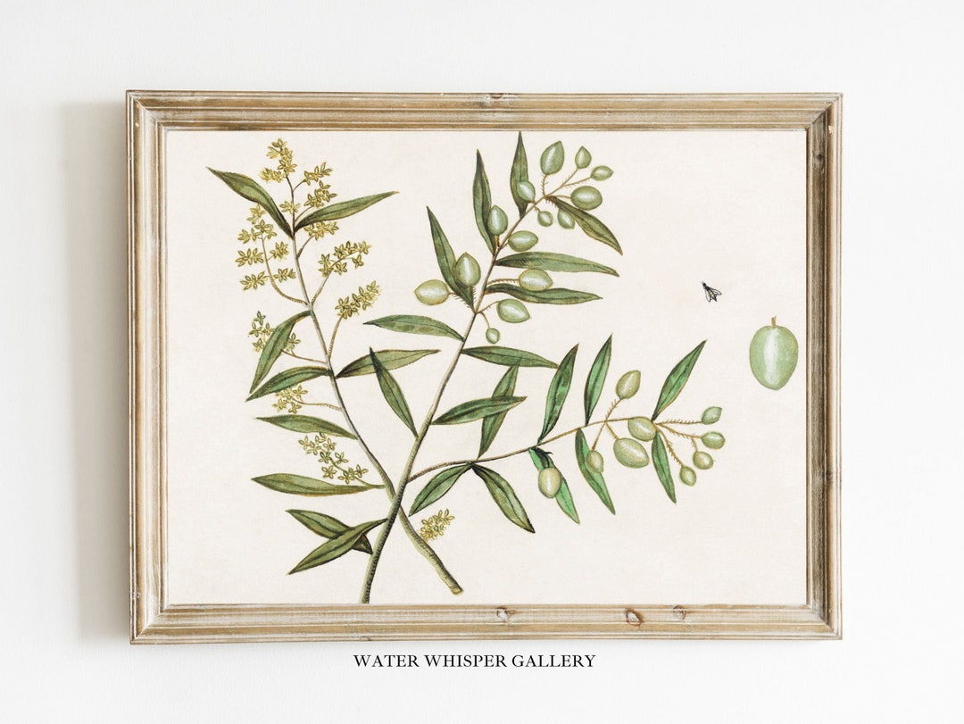 Vintage Olive Tree Artwork Wall Art Leaf Flower Botanical Printable ...
