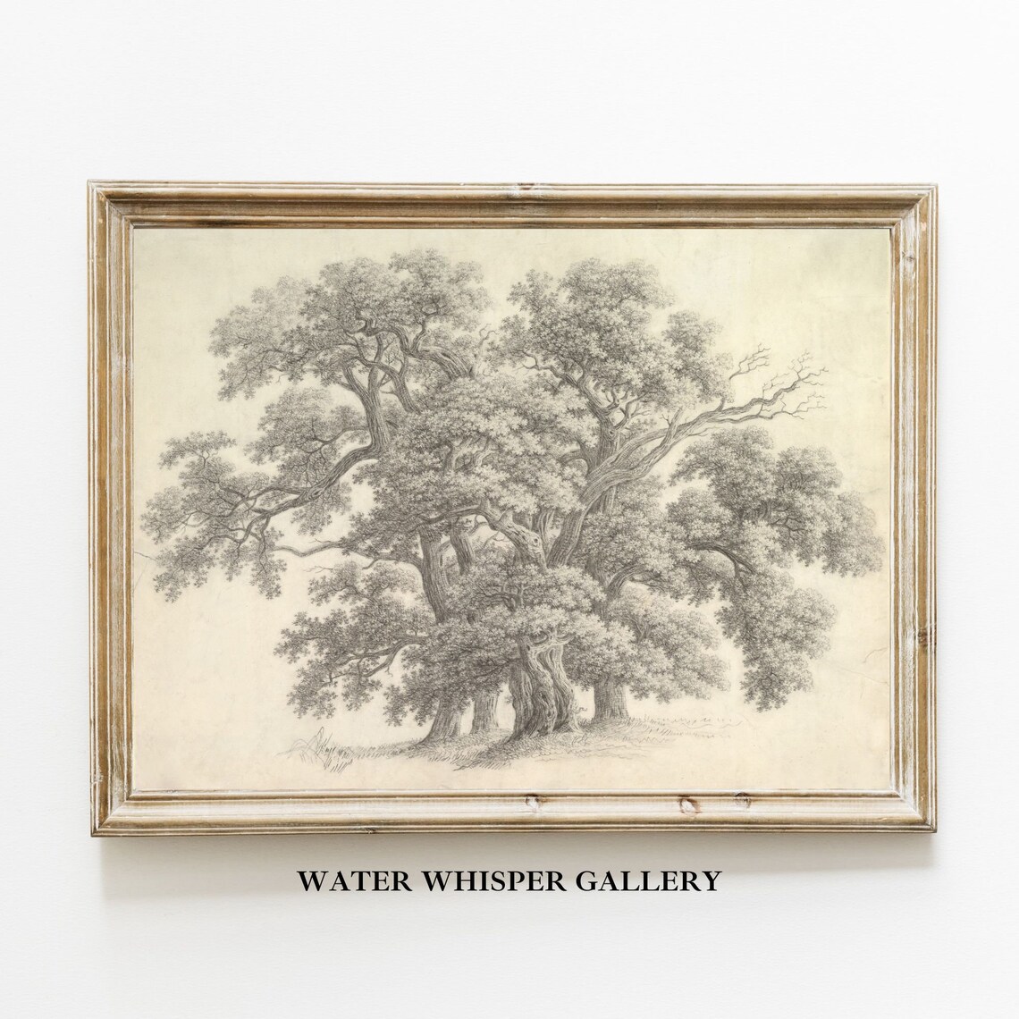 Vintage Oak Tree Pencil Sketch, Botanical Art Print (digital Download ...
