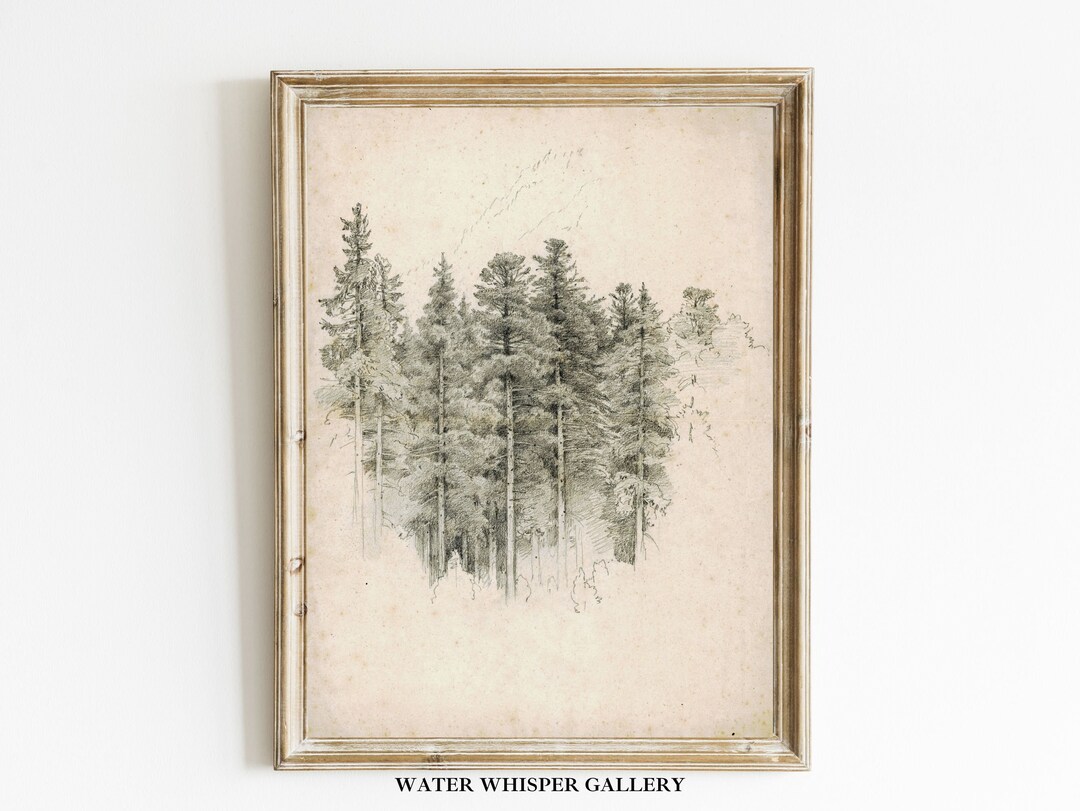 Vintage Pine Tree Sketch Pencil Drawing, Botanical Art Print, Pine Tree ...