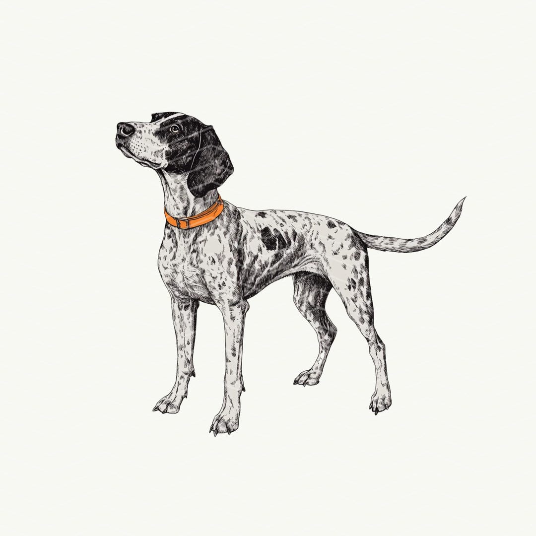 GSP Hunting Dog PNG: Transparent Background, DTF Ready (digital ...