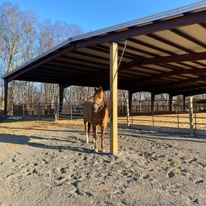 Patience Post for Horses - Etsy