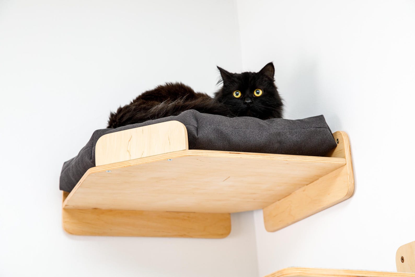 Set of Cat Wall Furniture.corner Cat Bed, Cat Wall Steps, Sisal Cat ...
