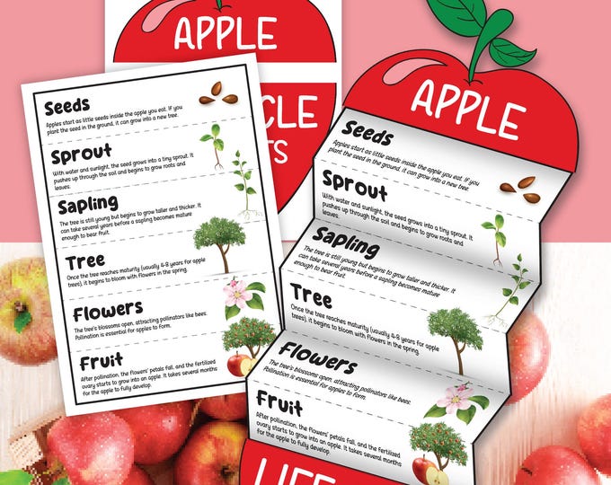 Apple Life Cycle Kids Craft - Etsy Canada