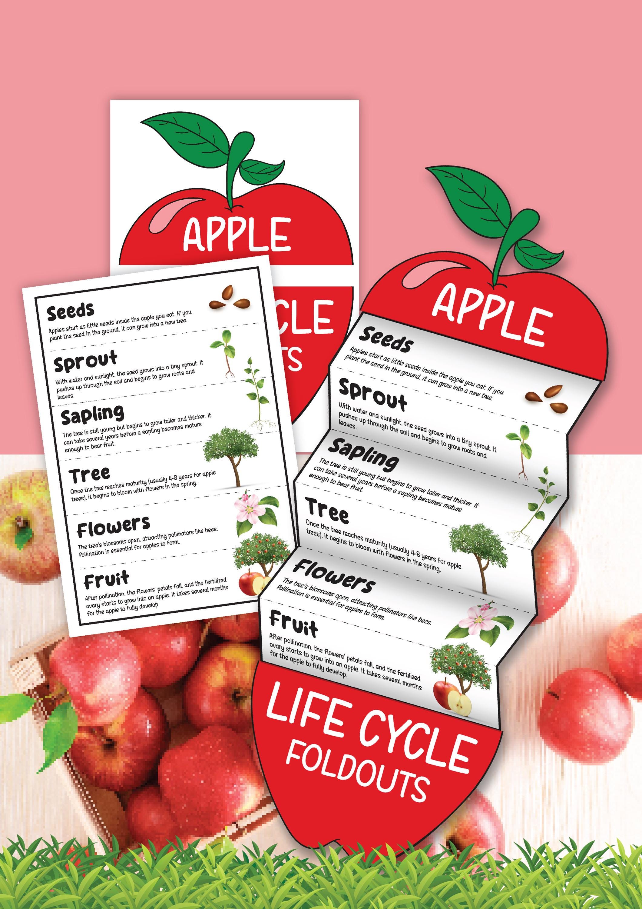 Ciclo De Vida De La Manzana Imprimible