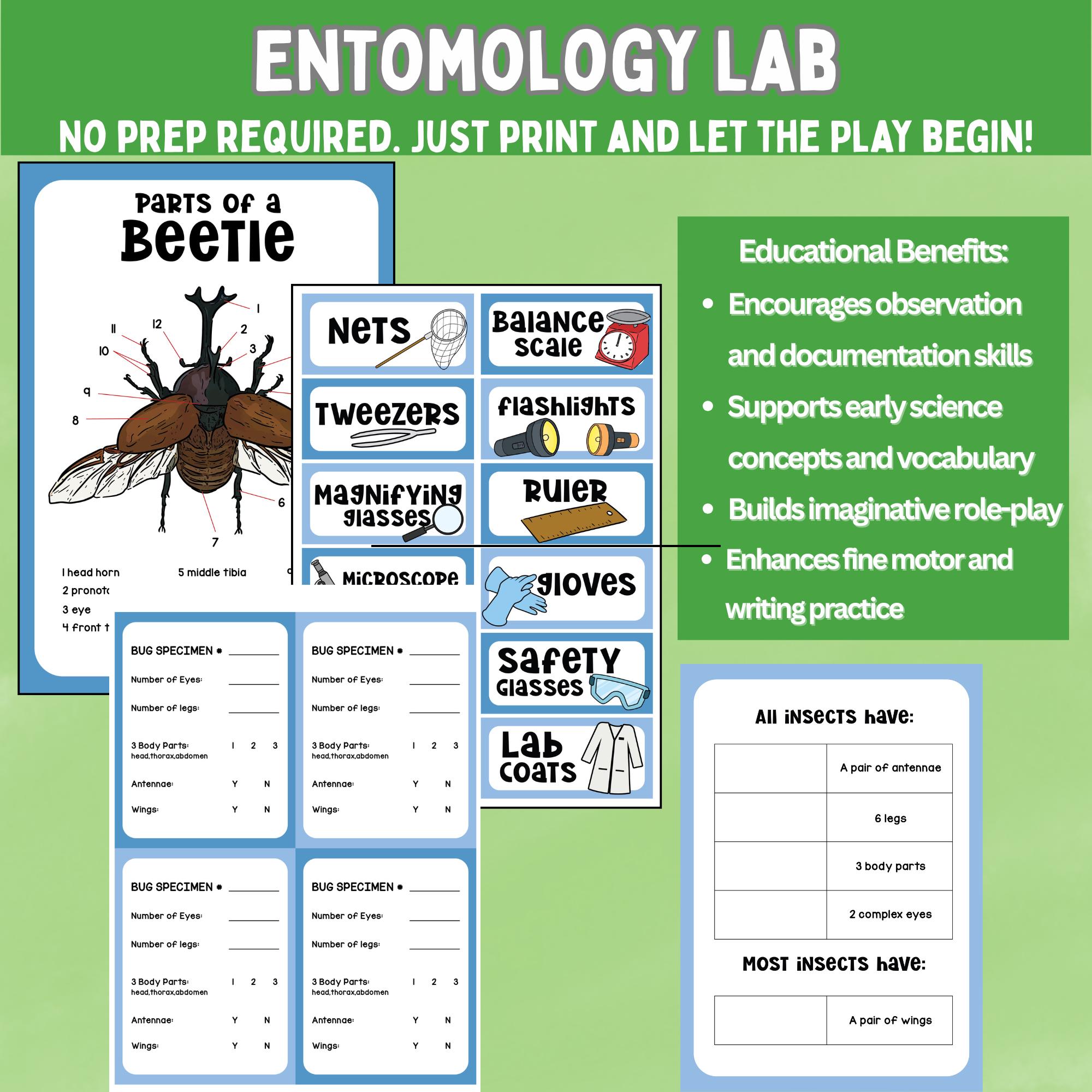 Bug Lab Sensory Bin Insect Science Activity STEM Pretend Play ...