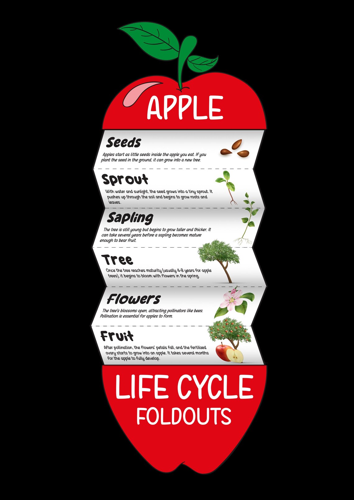 Apple Life Cycle Interactive Apple Life Cycle Craft Life Cycle of an ...