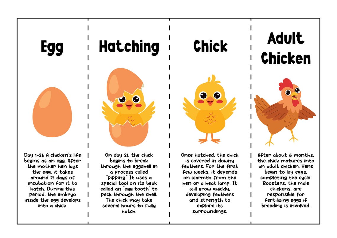 Chicken Life Cycle Activity Chicken Craft Foldable Life Cycle of a ...