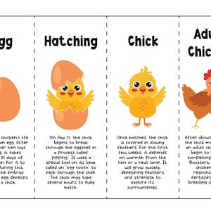 Chicken Life Cycle Activity Chicken Craft Foldable Life Cycle of a ...