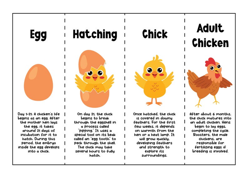 Chicken Life Cycle Activity Chicken Craft Foldable Life Cycle of a ...