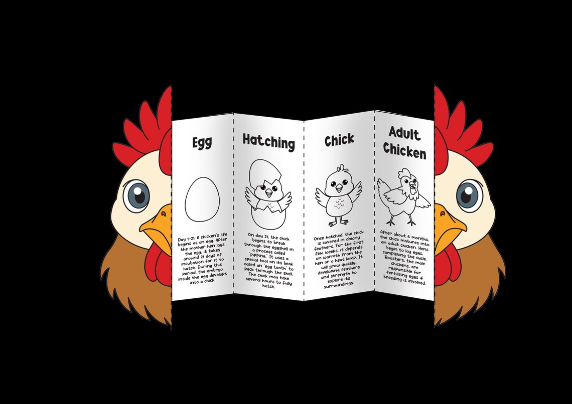 Chicken Life Cycle Activity Chicken Craft Foldable Life Cycle of a ...