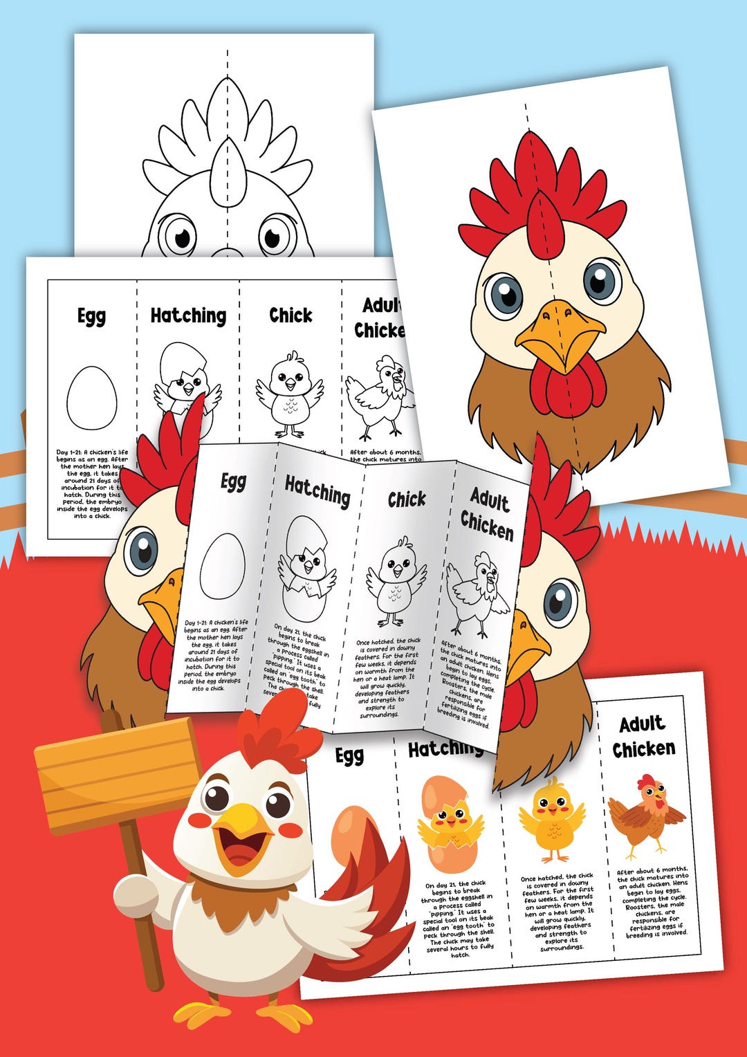 Chicken Life Cycle Activity Chicken Craft Foldable Life Cycle of a ...
