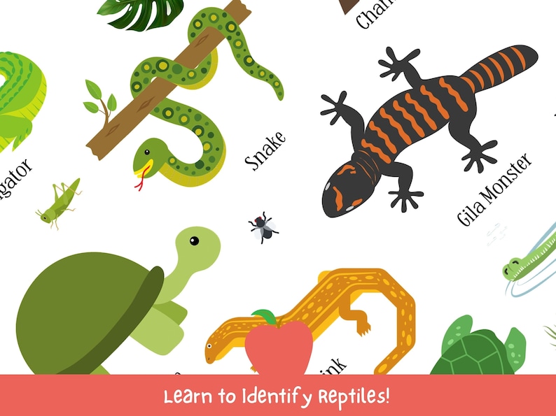Printable Reptile Poster, Kids Reptile Decor, Educational Poster for ...
