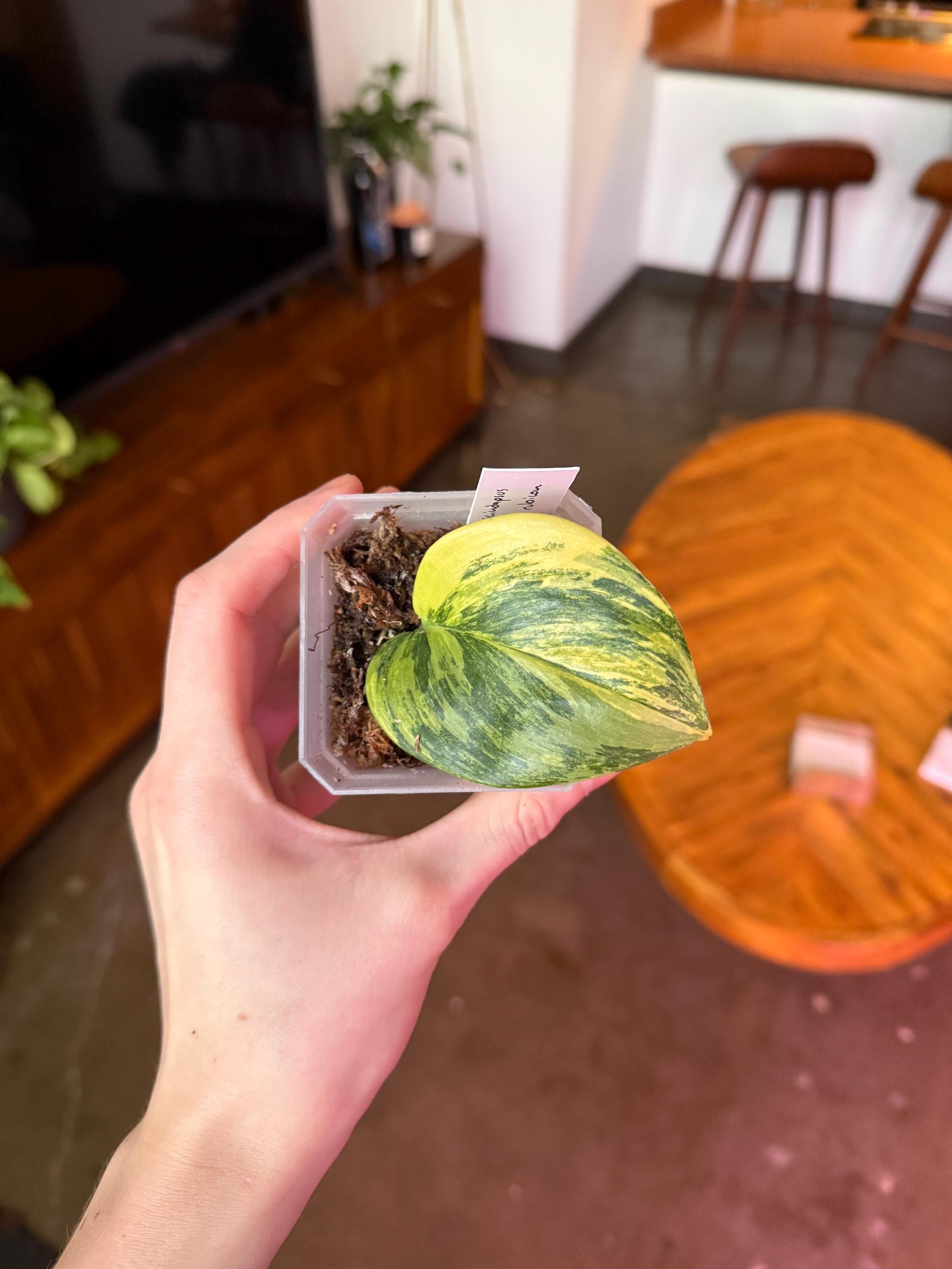 Scindapsus Rubicon - Etsy