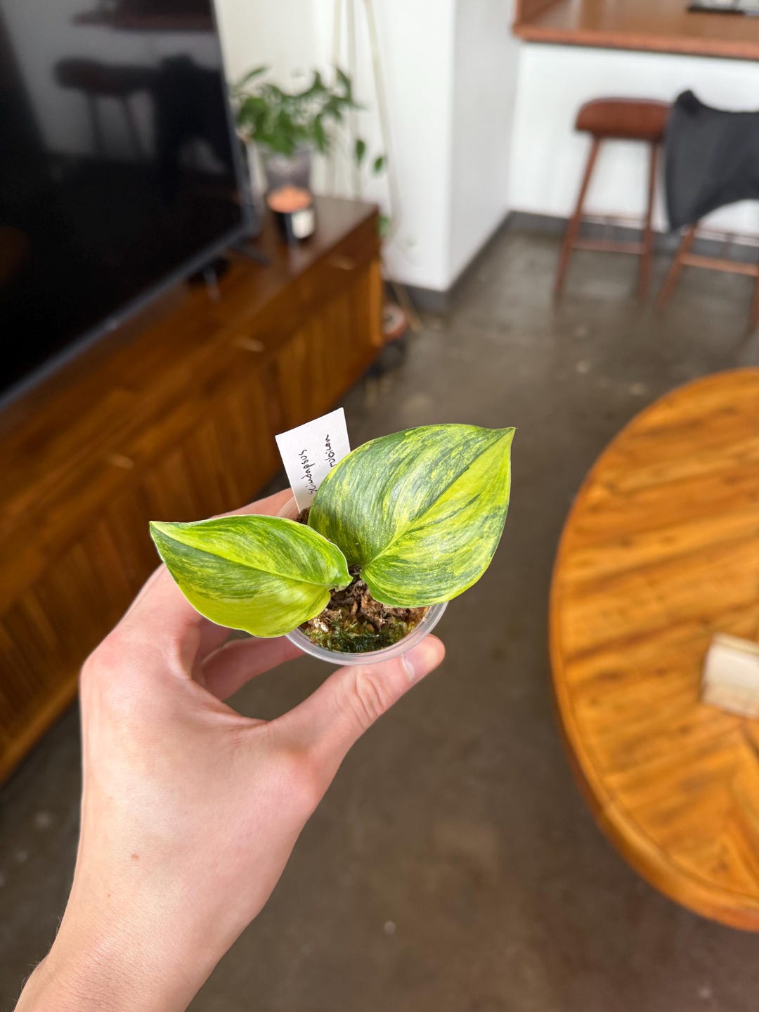 Scindapsus Rubicon - Etsy