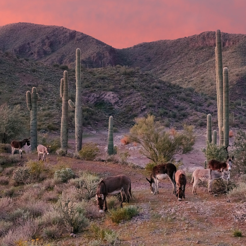 Wild Burro Wall Art for Your Home Decor | Update Your Decor With ...