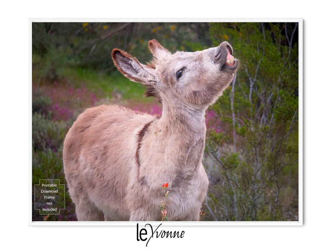Sassy Wild Burro Print for Home Decor Printable Wall Art Donkey Decor ...