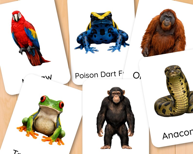 Rainforest Animals Flashcards, Real Life Animal Photos, Jungle Nature ...
