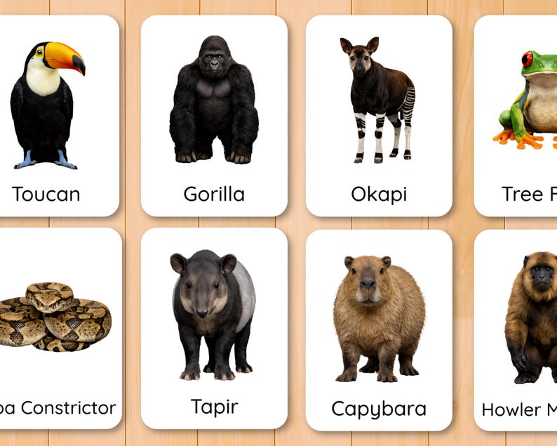 Rainforest Animals Flashcards, Real Life Animal Photos, Jungle Nature ...
