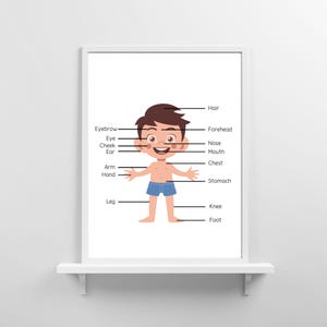 Human Anatomy Poster, Human Internal Organs Downloadable Prints ...