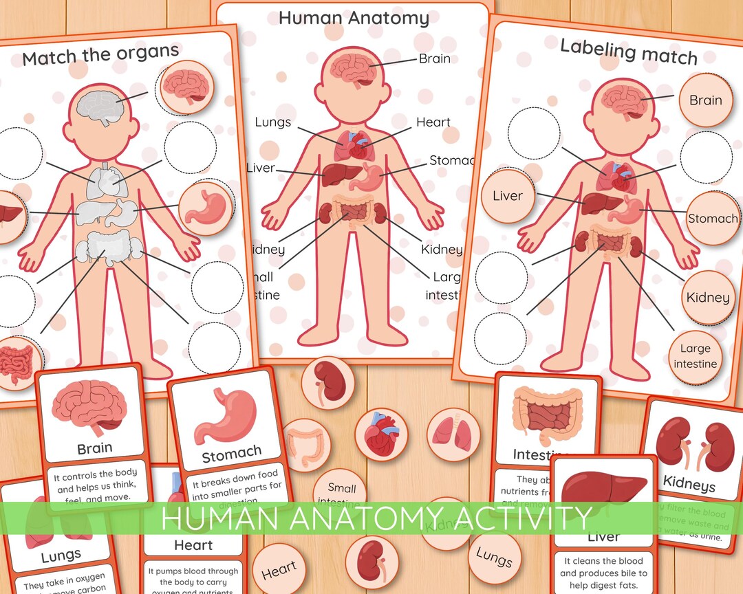 Human Anatomy Package for Kids, Preschool Curriculum, My Body Printable ...