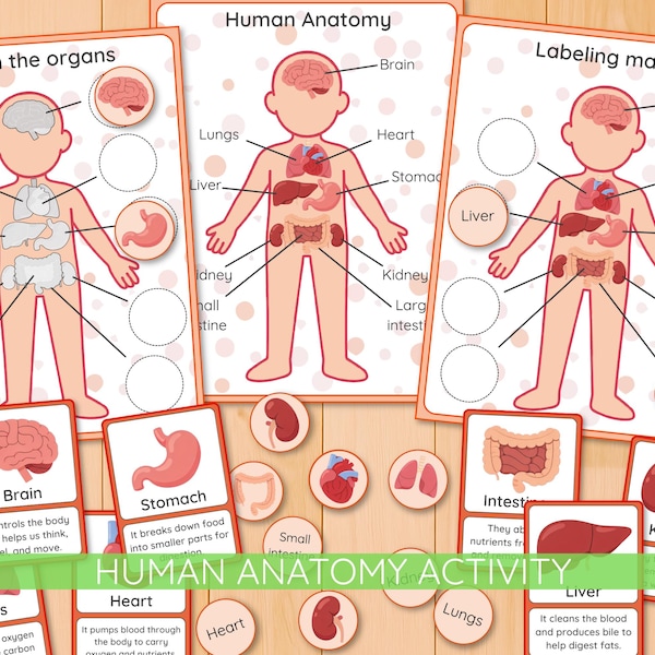 Human Anatomy Printable - Etsy