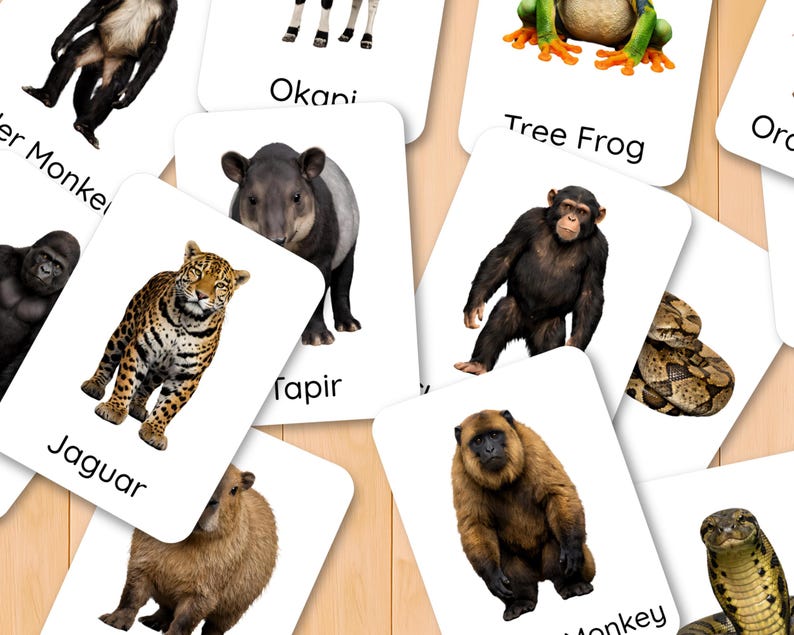 Rainforest Animals Flashcards, Real Life Animal Photos, Jungle Nature ...