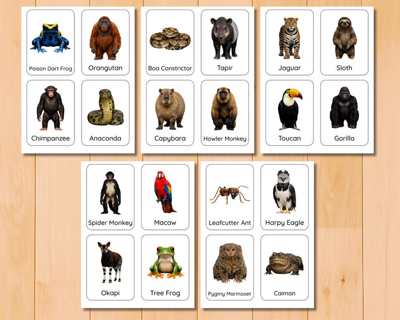 Rainforest Animals Flashcards, Real Life Animal Photos, Jungle Nature ...