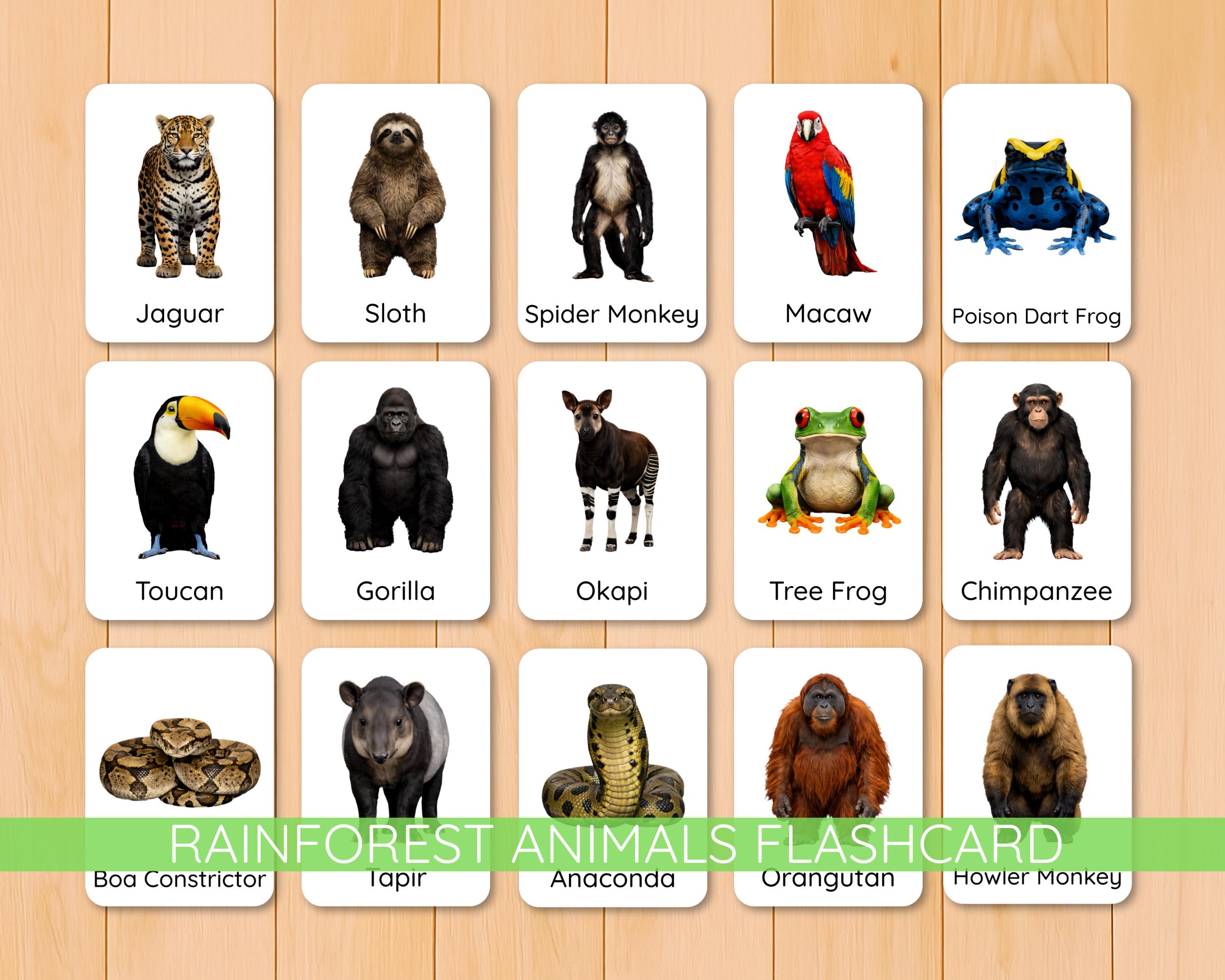 Rainforest Animals Flashcards, Real Life Animal Photos, Jungle Nature ...