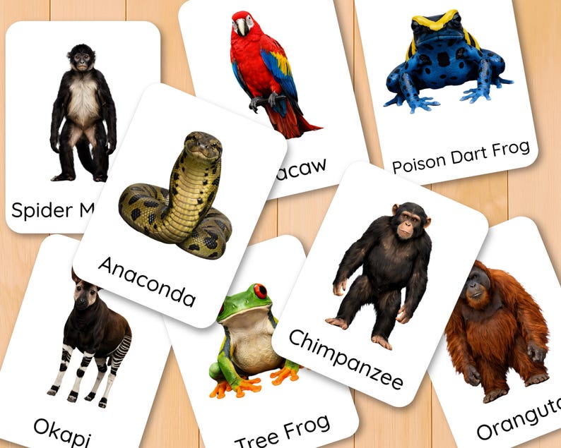 Rainforest Animals Flashcards, Real Life Animal Photos, Jungle Nature ...