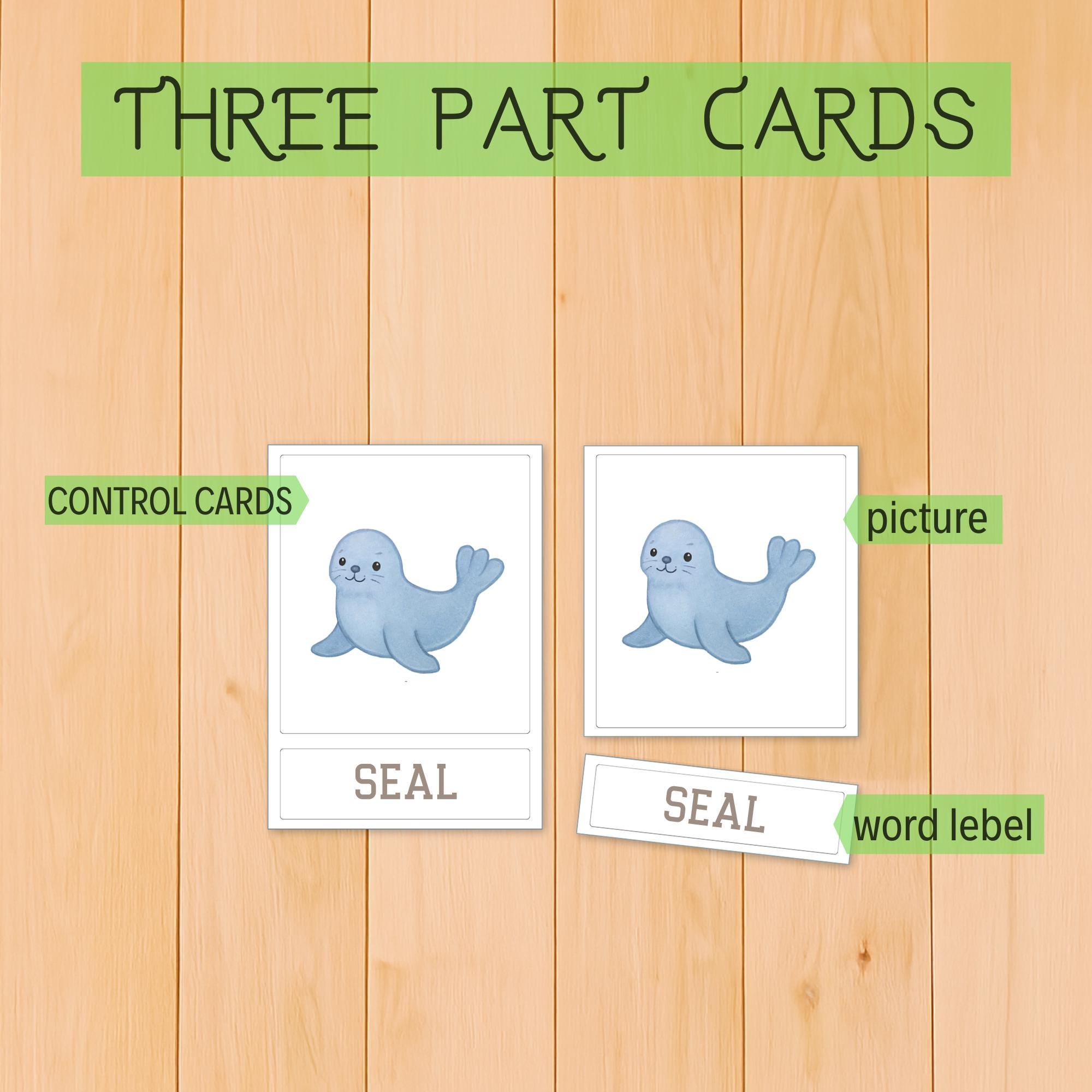 Ocean Animal Flashcards – 32 Printable Sea Creature Vocabulary Cards ...