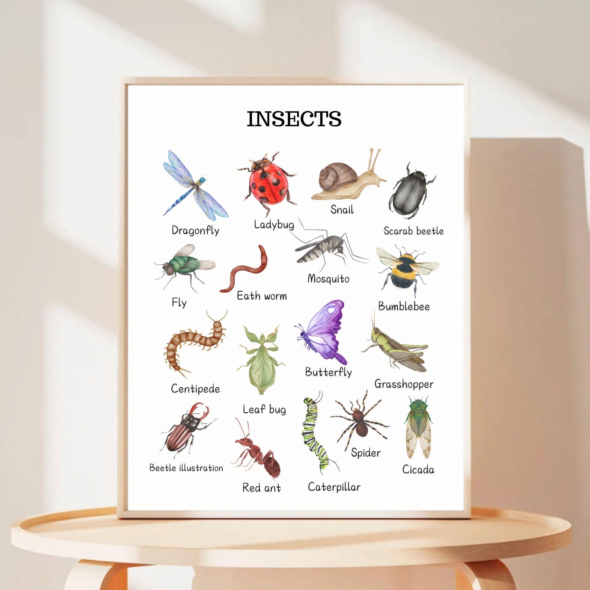 4 Educational Animal Posters, Insects Poster, Farm Animals, Safari ...