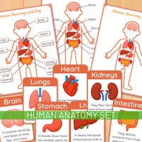Human Body Unit Study, Skeleton Anatomy, Heart Anatomy, Brain Anatomy ...