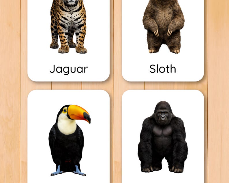 Rainforest Animals Flashcards, Real Life Animal Photos, Jungle Nature ...