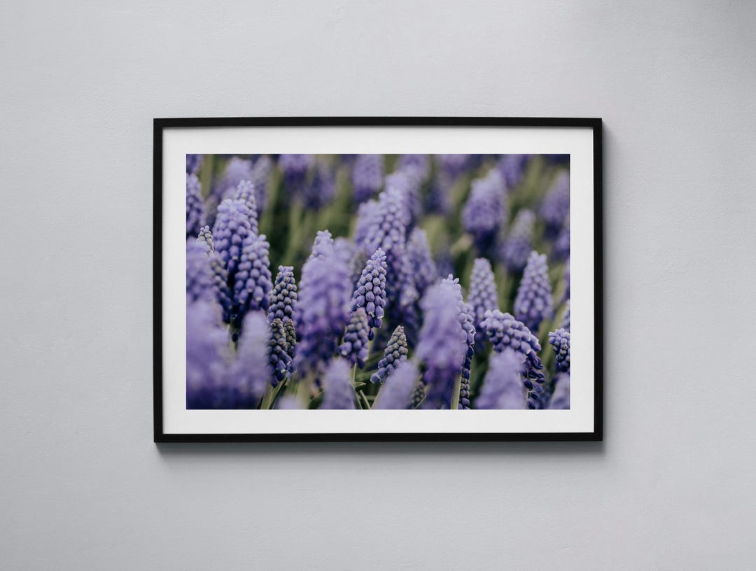 Muscari Printable Art, Nature Photography, Home Decoration, Digital ...