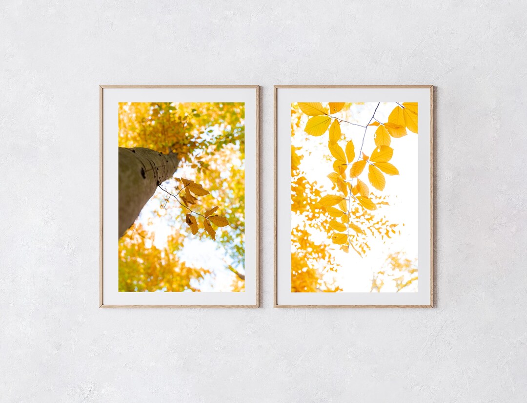 Yellow Beech Tree Printable Art, Nature Photography, Home Decoration ...