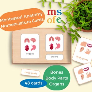 Montessori Anatomy Nomenclature Cards Primary Early Childhood ...