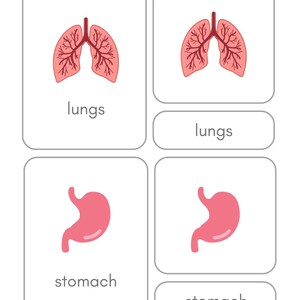 Montessori Anatomy Nomenclature Cards Primary Early Childhood ...
