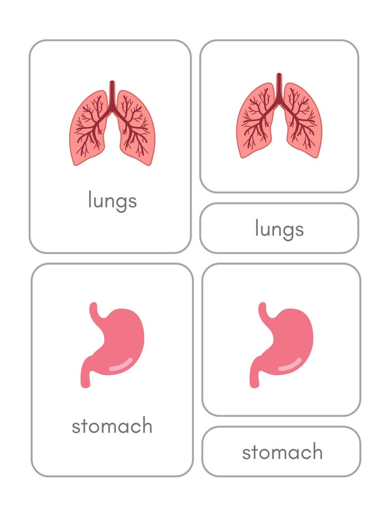 Montessori Anatomy Nomenclature Cards Primary Early Childhood ...