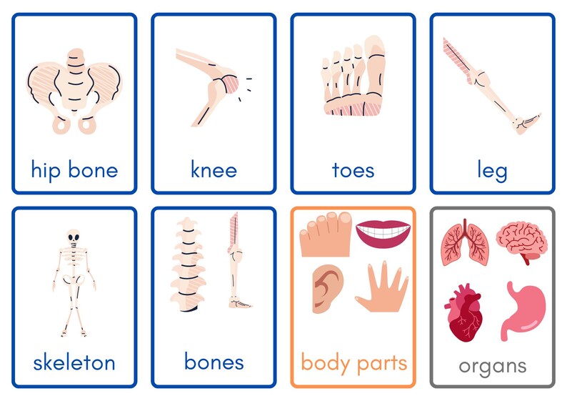 Montessori Anatomy Flashcards | Educational Human Body Learning for ...