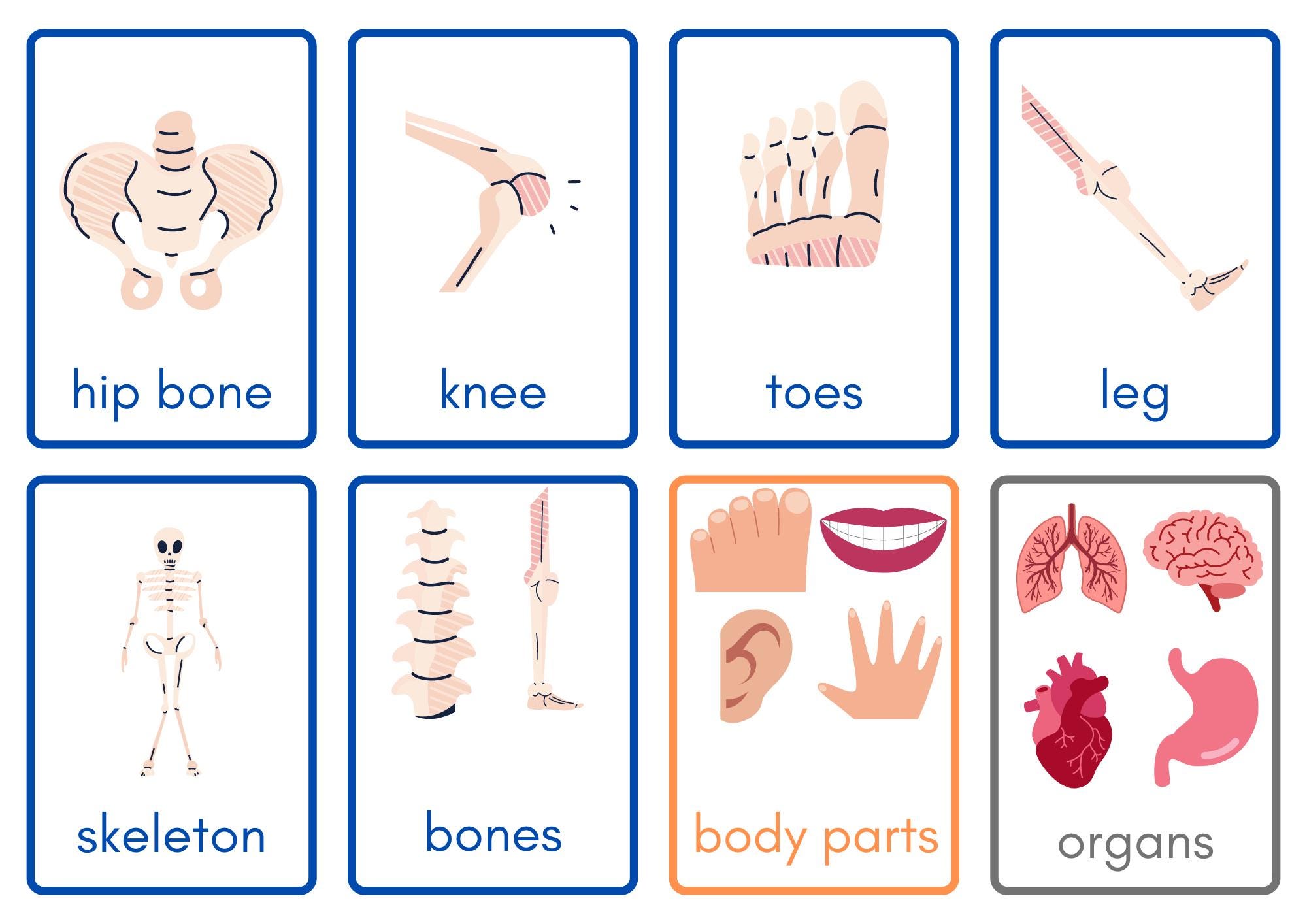 Montessori Anatomy Flashcards | Educational Human Body Learning for ...