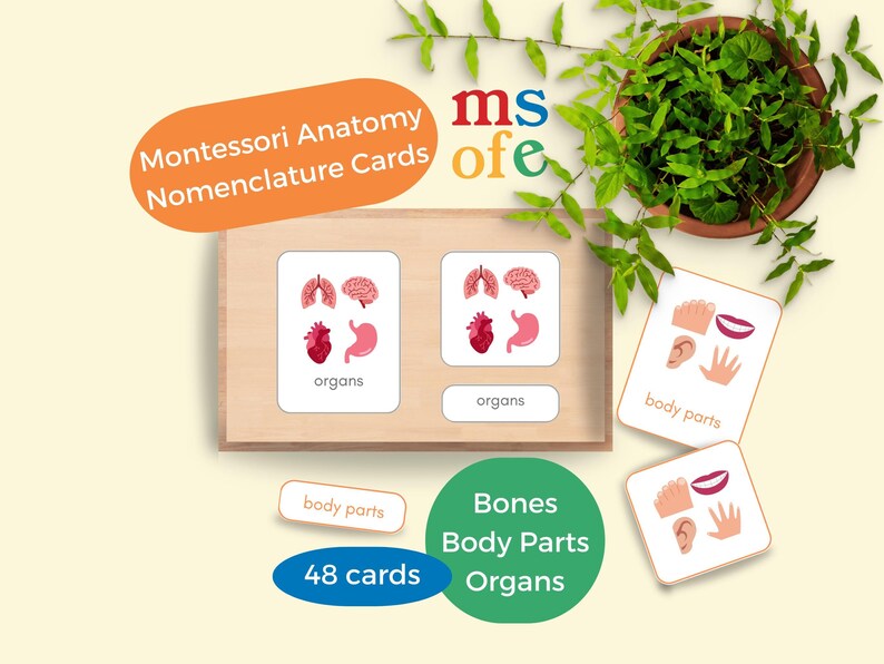 Montessori Anatomy Nomenclature Cards Primary Early Childhood ...