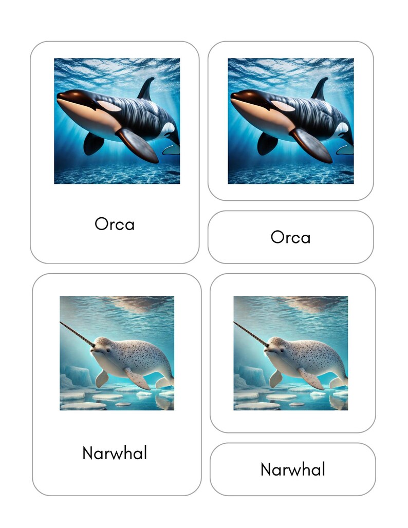 Montessori Whale Nomenclature Lesson | 3-part Cards for Primary ...