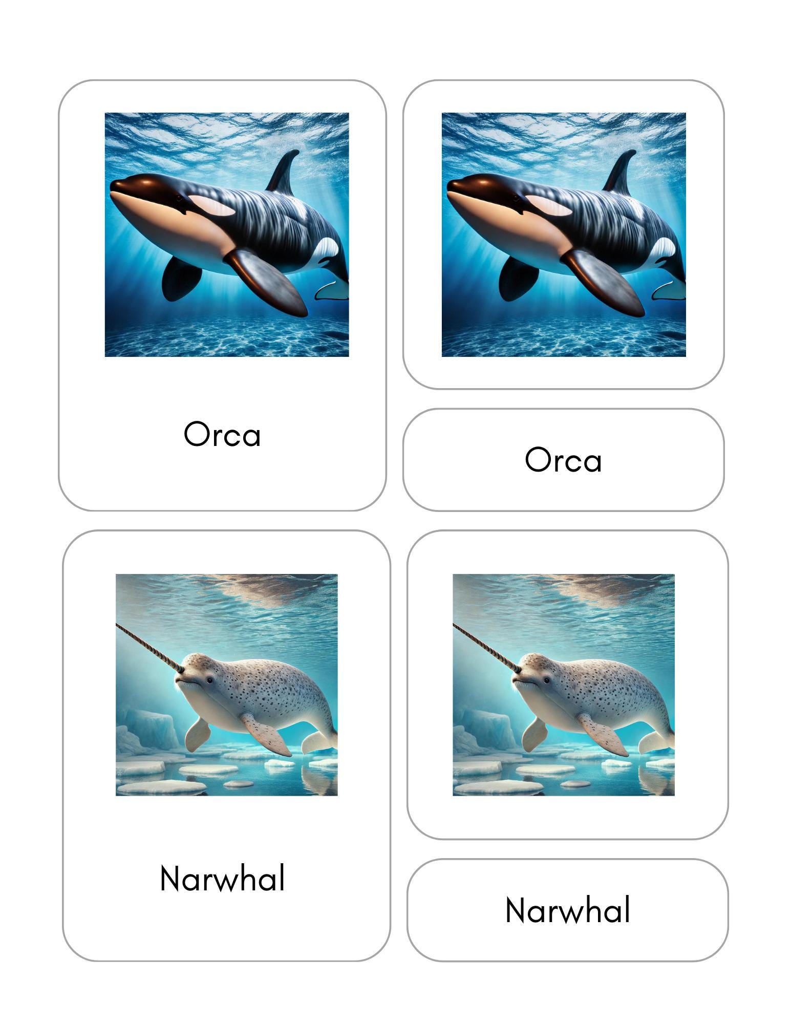 Montessori Whale Nomenclature Lesson | 3-part Cards for Primary ...