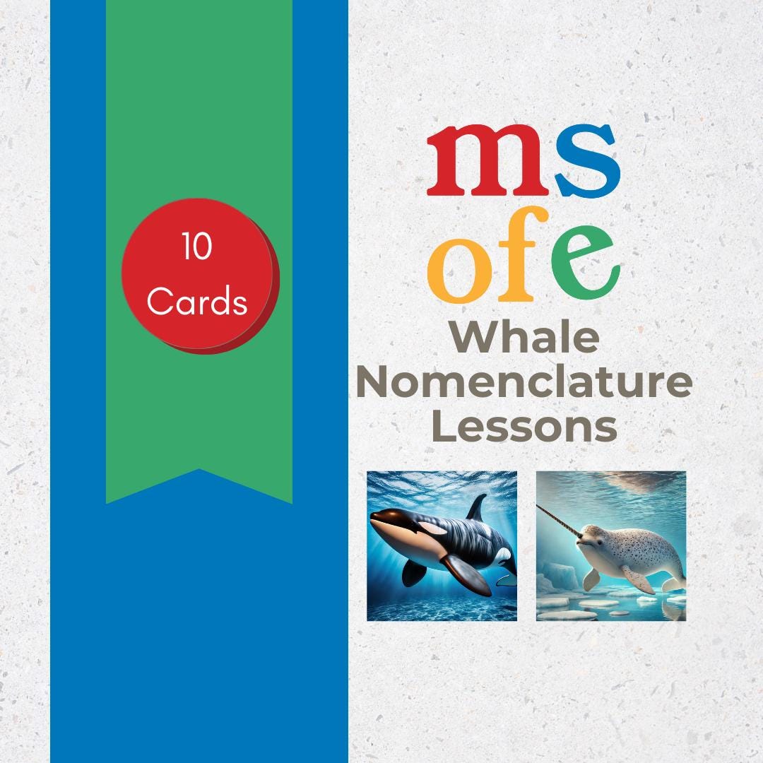 Montessori Whale Nomenclature Lesson | 3-part Cards for Primary ...