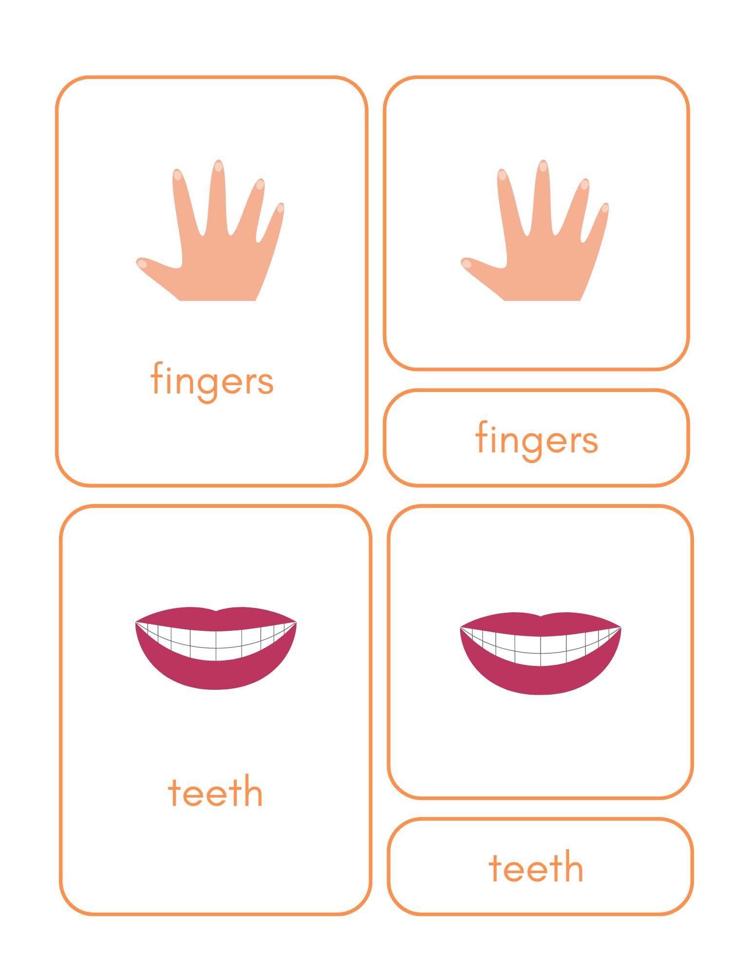 Montessori Anatomy Nomenclature Cards | Primary | Early Childhood ...
