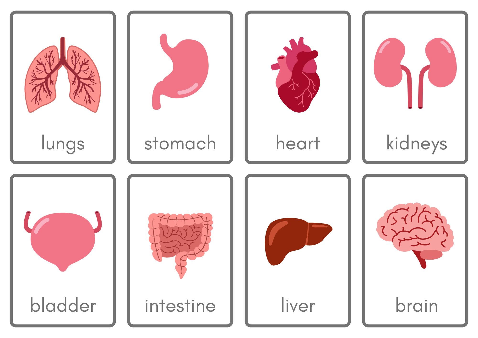 Montessori Anatomy Flashcards | Educational Human Body Learning for ...